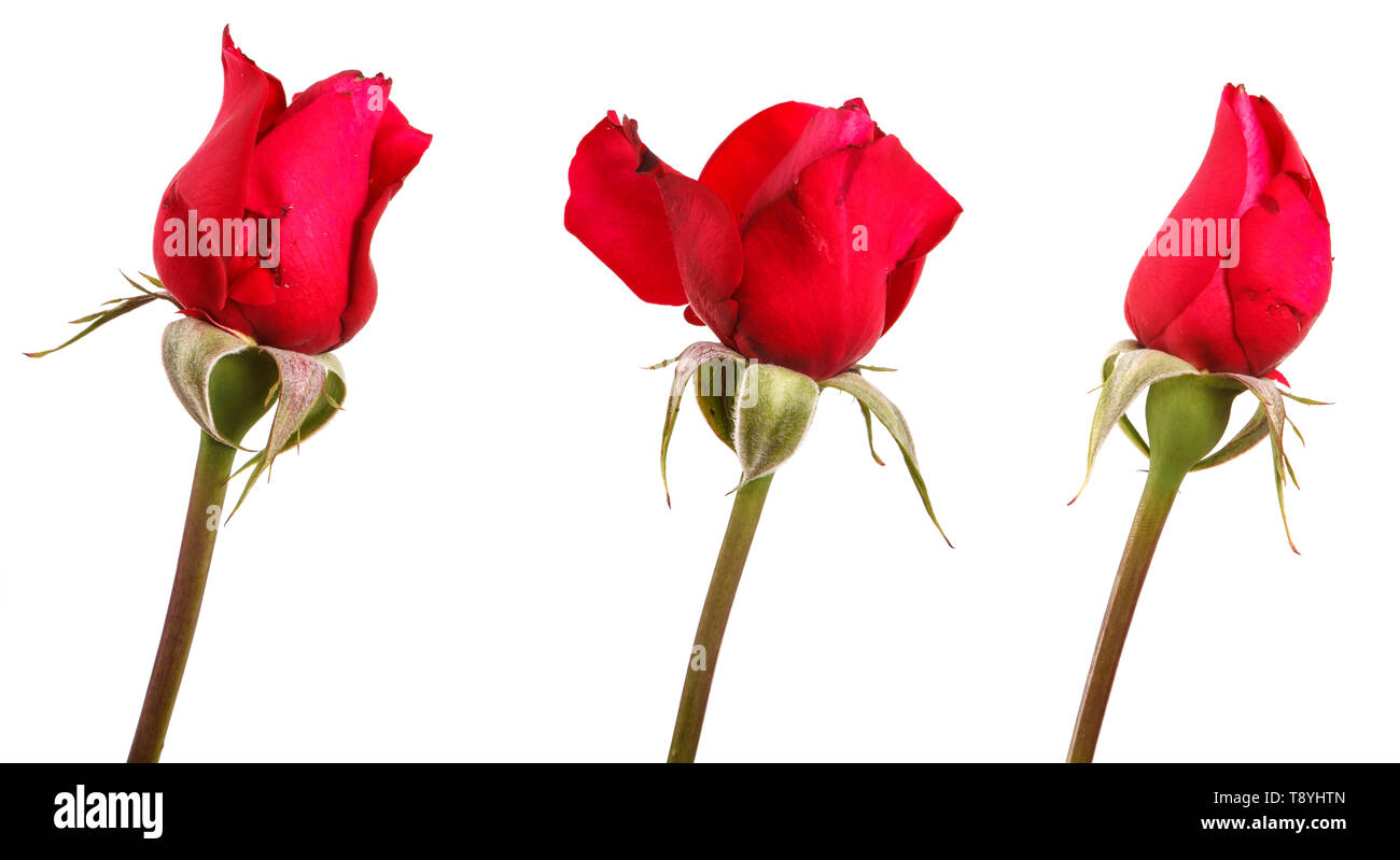 Young bud of a red rose on a stem. Isolated on white Stock Photo - Alamy