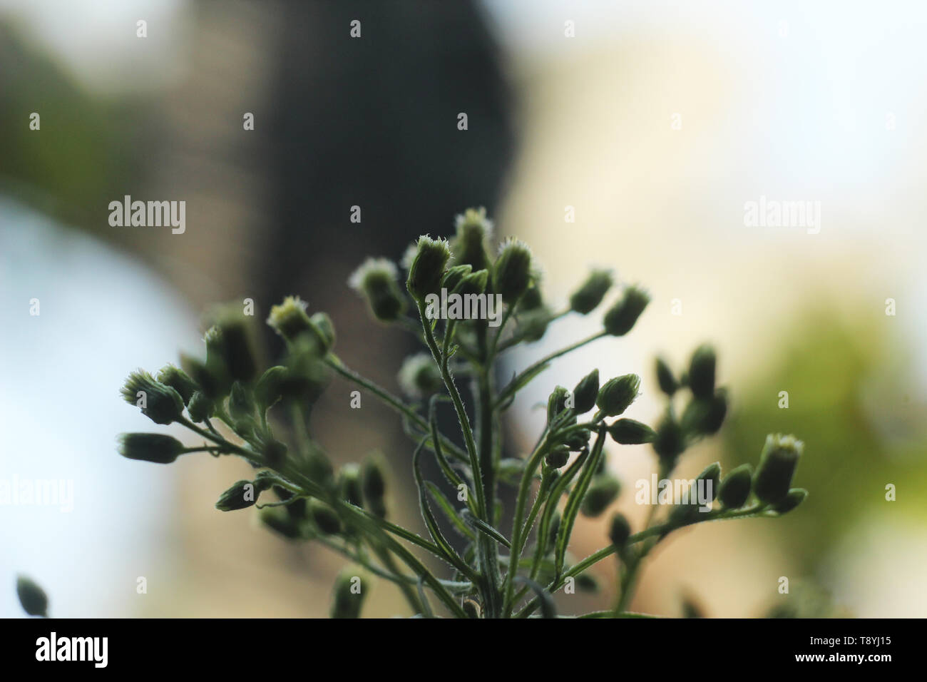 Diversity of american flora hi-res stock photography and images - Alamy