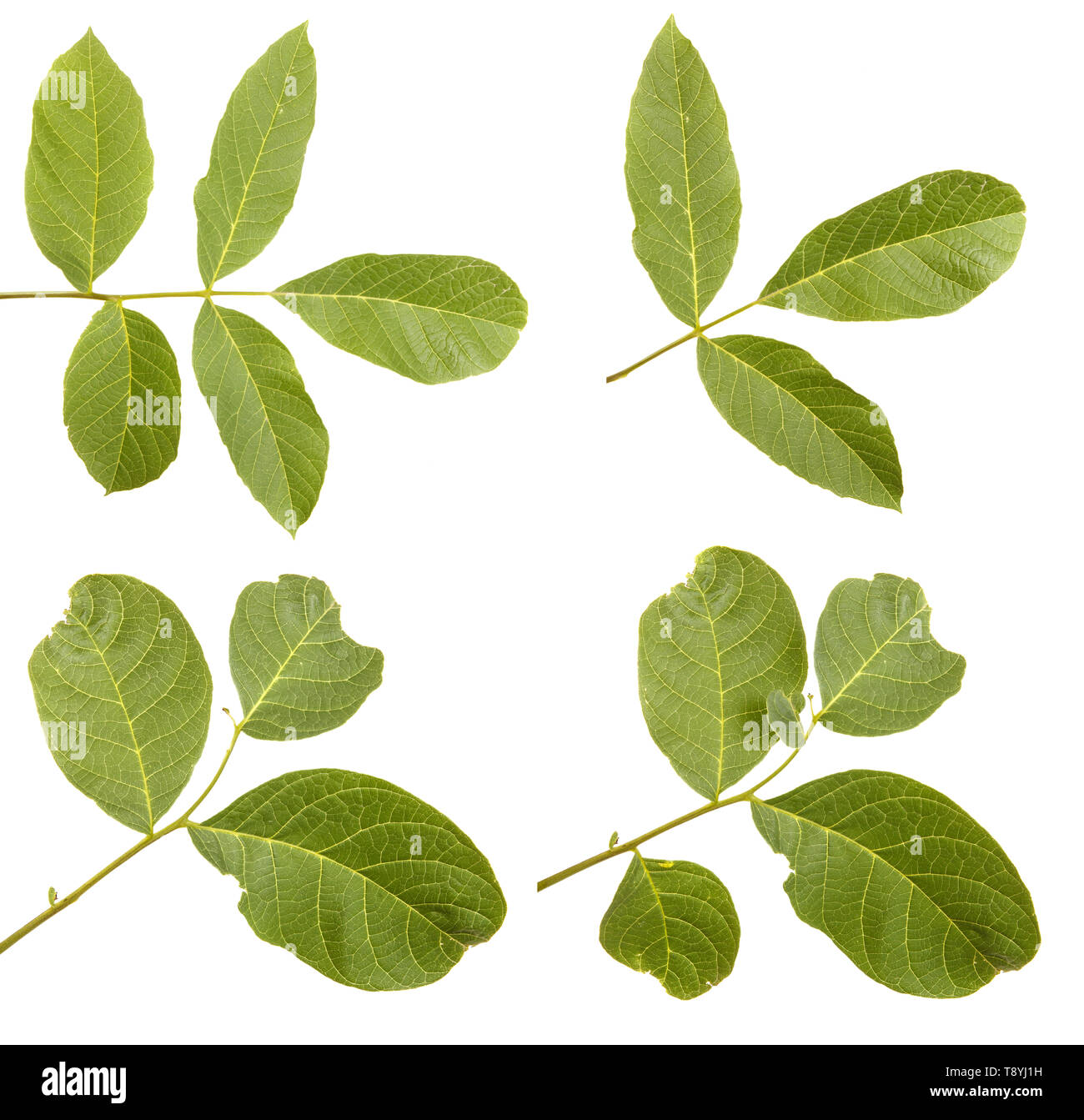 Walnut leaves isolated on white Stock Photo - Alamy