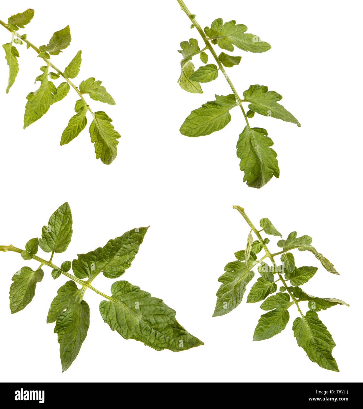 Green leaf of a tomato bush. Isolated on white Stock Photo - Alamy