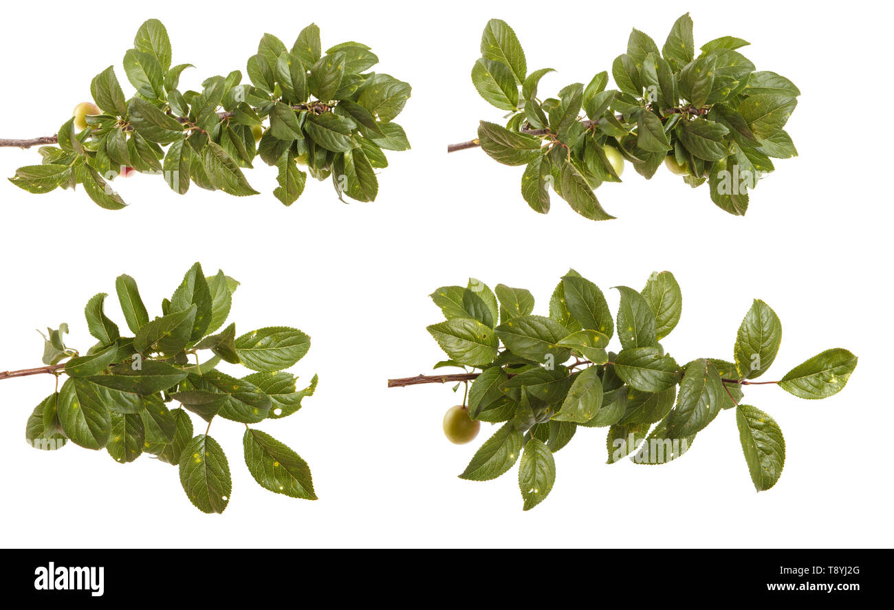 Fruit tree branch set Cut Out Stock Images & Pictures - Alamy