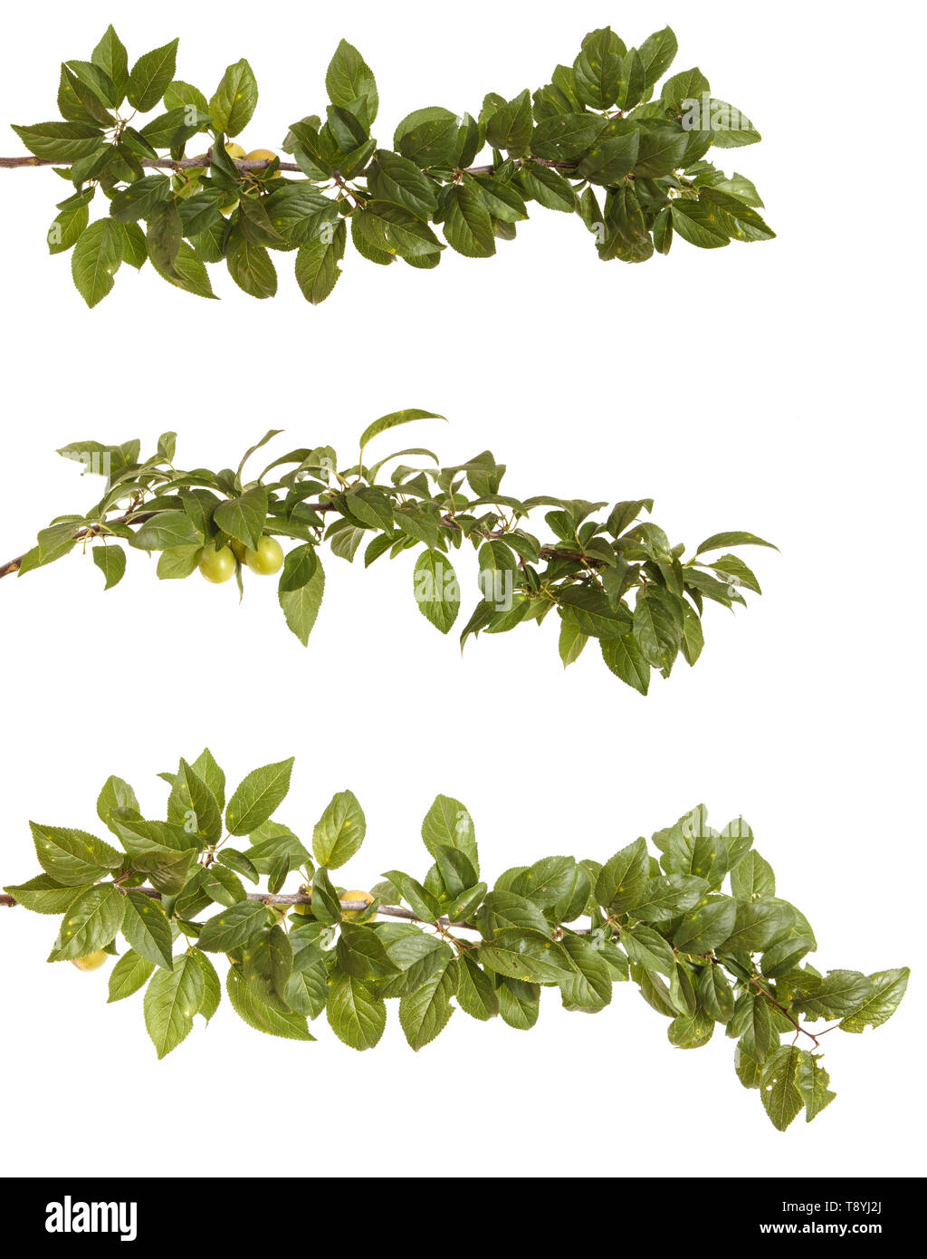 Fruit tree branch set Cut Out Stock Images & Pictures - Alamy