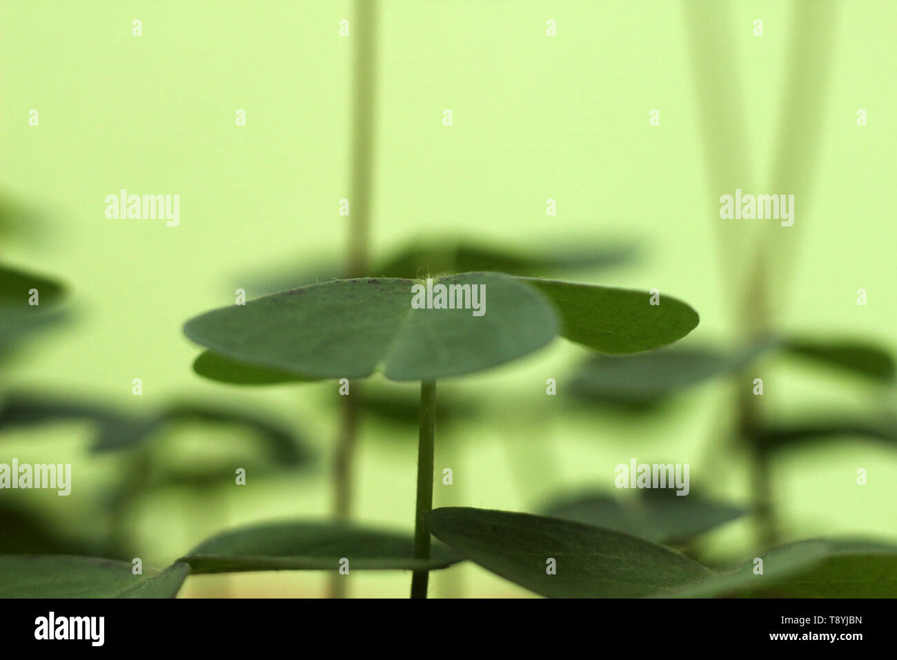 Diversity of american flora hi-res stock photography and images - Alamy