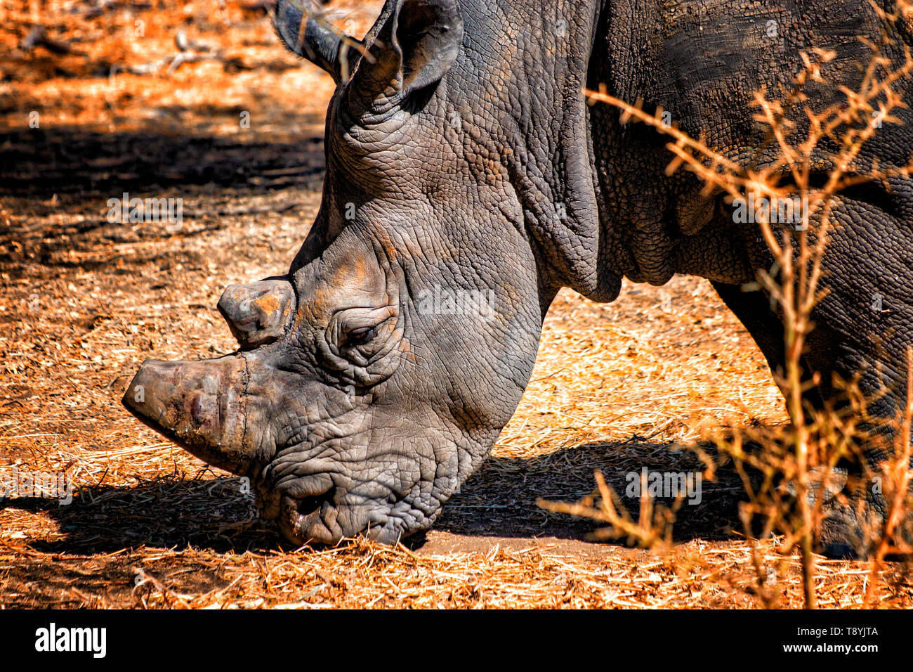 White rhino charging hi-res stock photography and images - Alamy