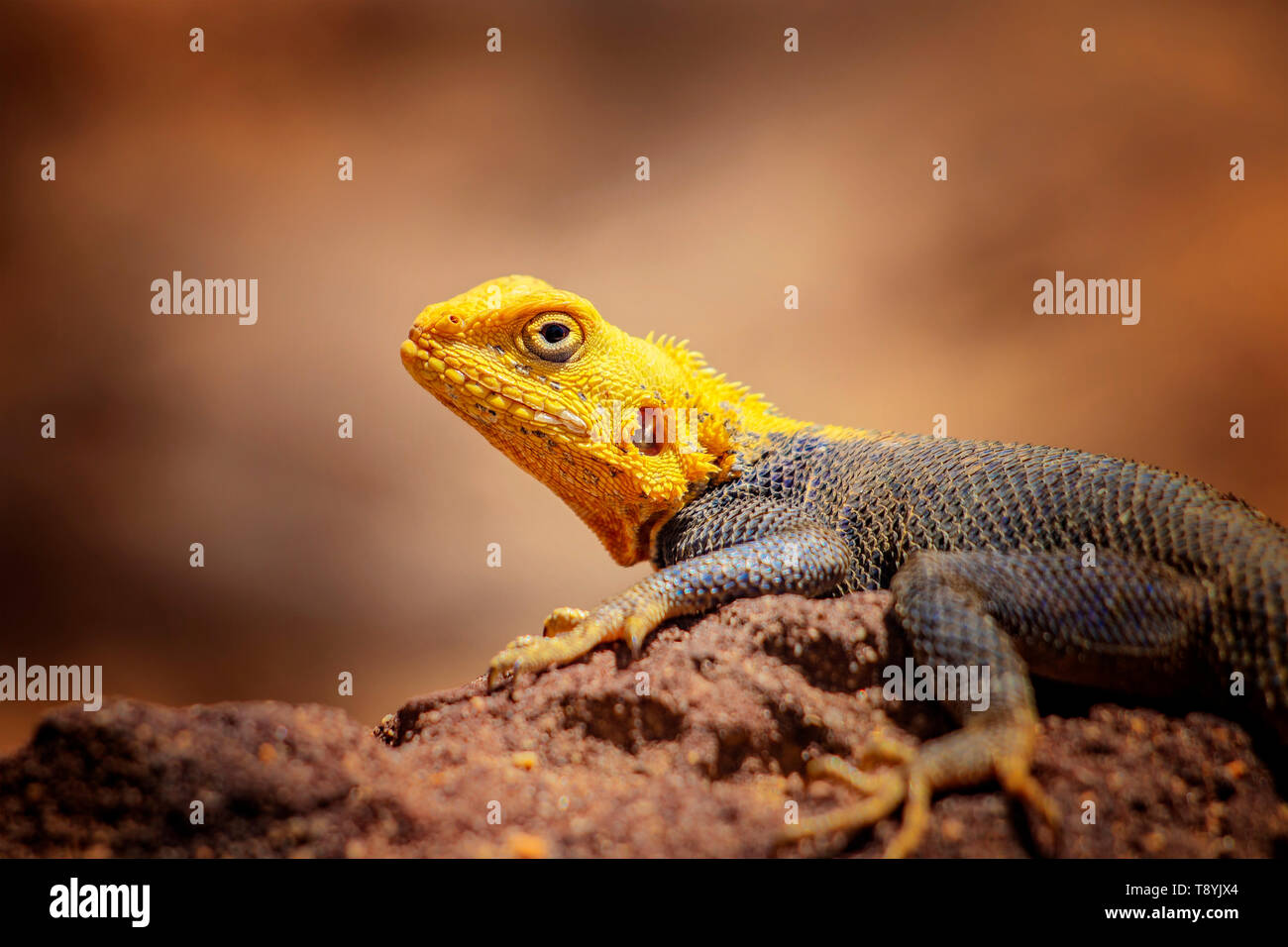 Close up photo of yellow and blue colored lizard, rock agama. It is ...