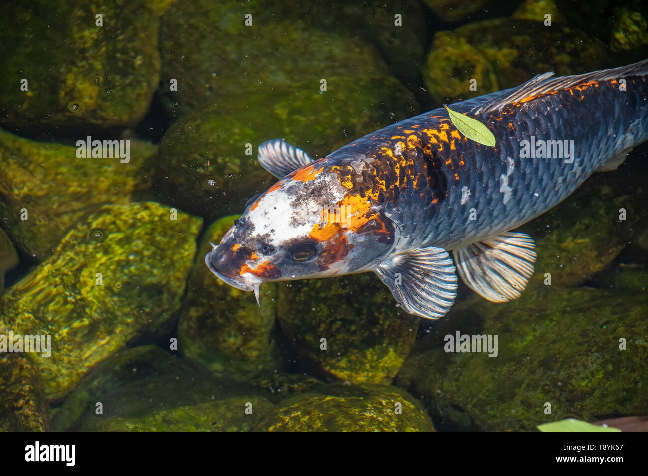 Koi carp swimming hi-res stock photography and images - Alamy