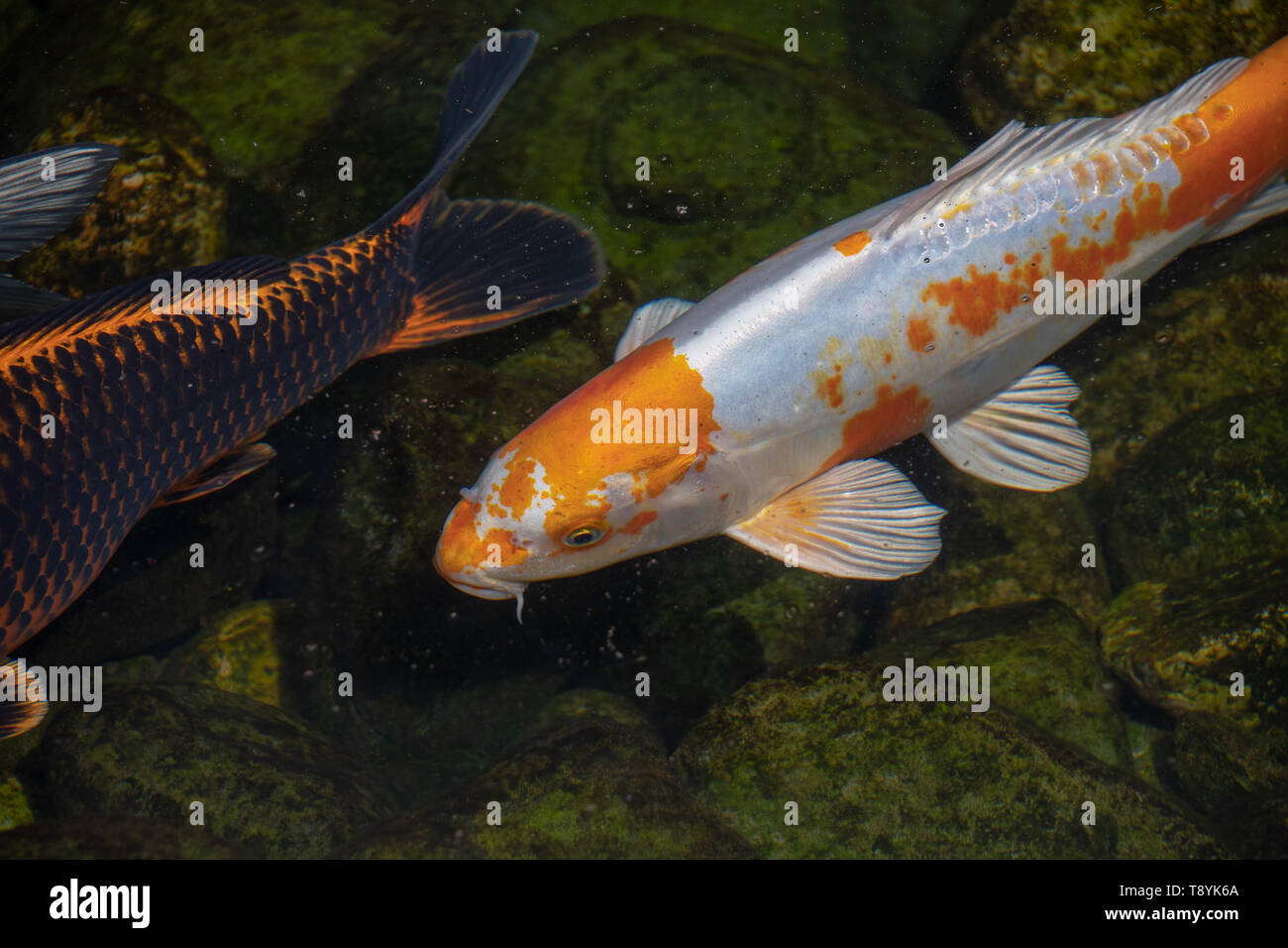 Koi Carp swimming in a shallow lake Stock Photo - Alamy