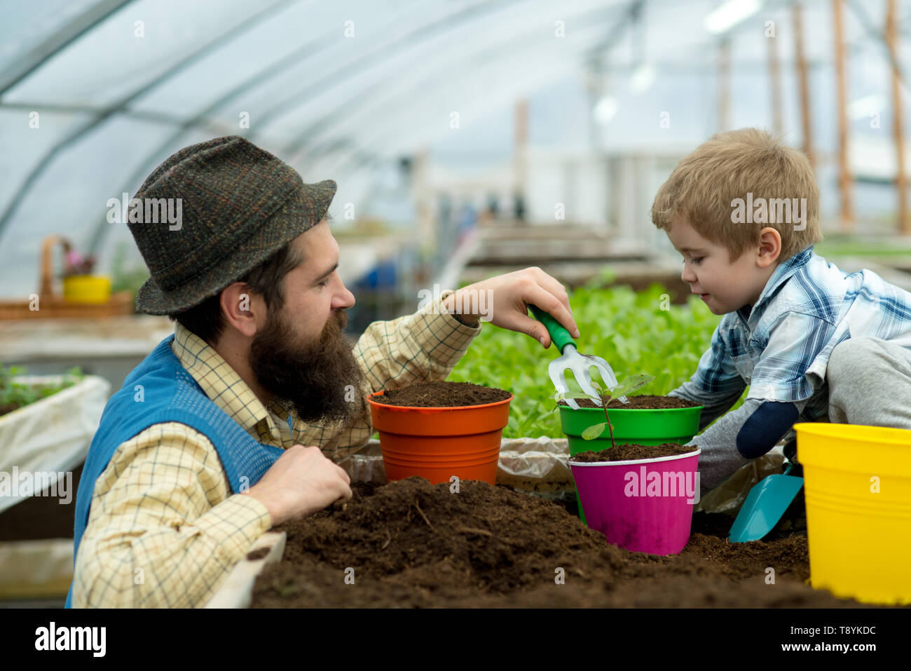 family tree. planting a family tree. father and son growing a family ...
