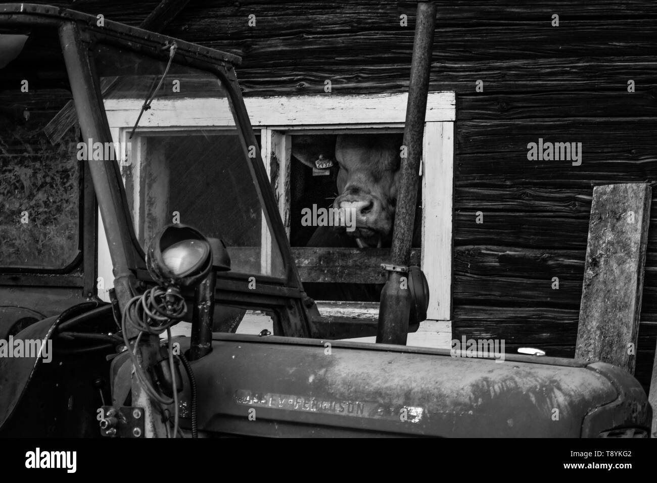 Cattle cows barn Black and White Stock Photos & Images - Alamy