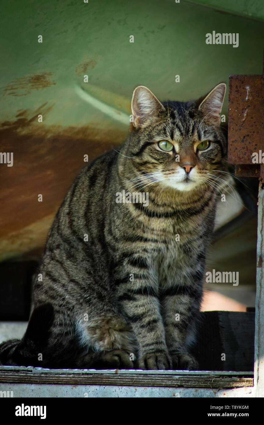 Country cat hi-res stock photography and images - Alamy