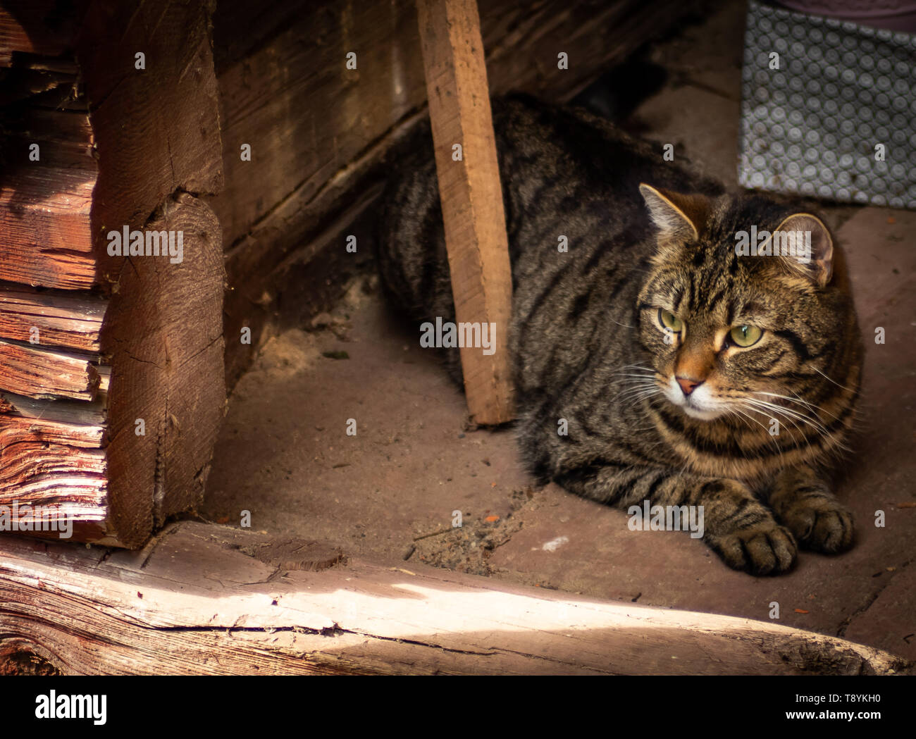 Country cat hi-res stock photography and images - Alamy