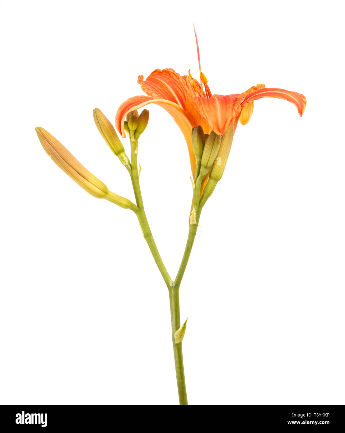 Flower bud of the daylily. Isolated on white Stock Photo - Alamy