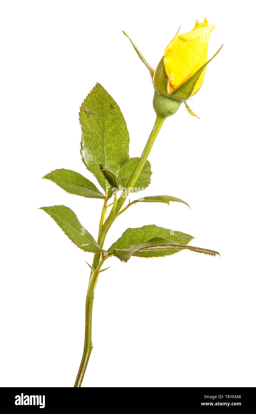 Bud design hi-res stock photography and images - Alamy