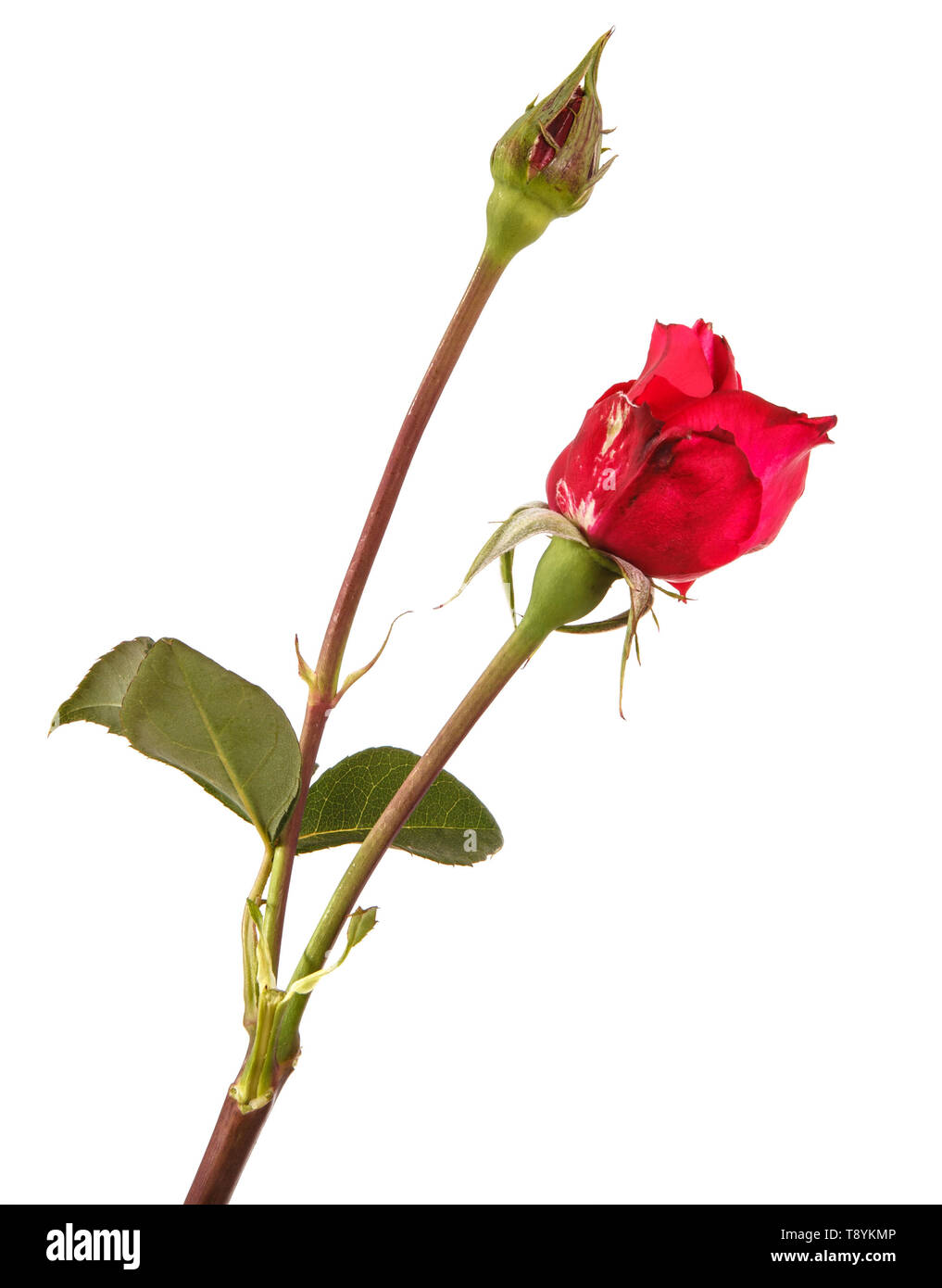 Young bud of a red rose on a stem. Isolated on white Stock Photo - Alamy