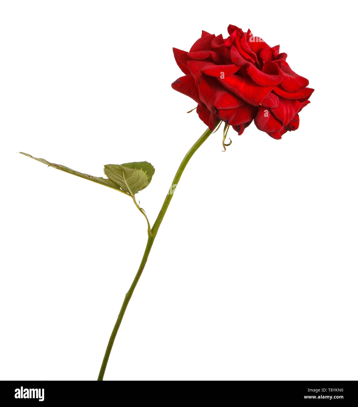 Young bud of a red rose on a stem. Isolated on white Stock Photo - Alamy