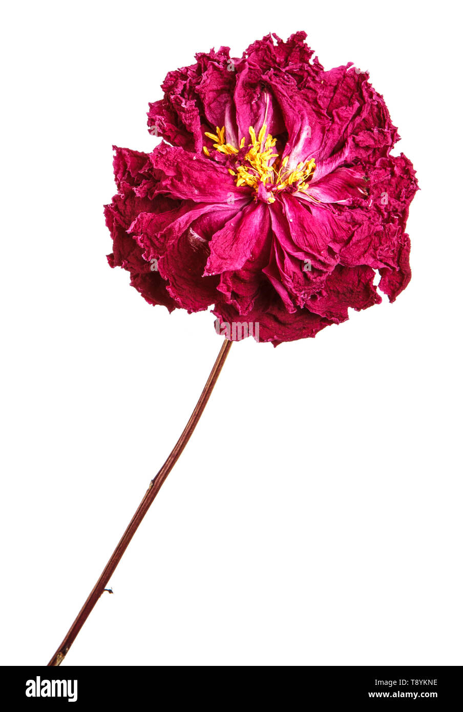 Dry flower of a purple peony. Isolated on white Stock Photo - Alamy