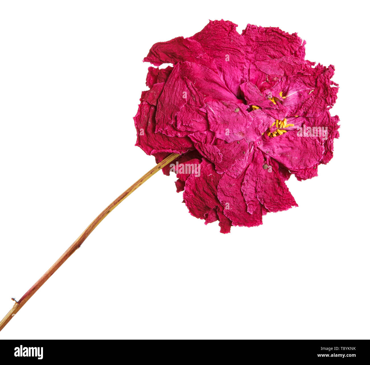 Dry flower of a purple peony. Isolated on white Stock Photo - Alamy