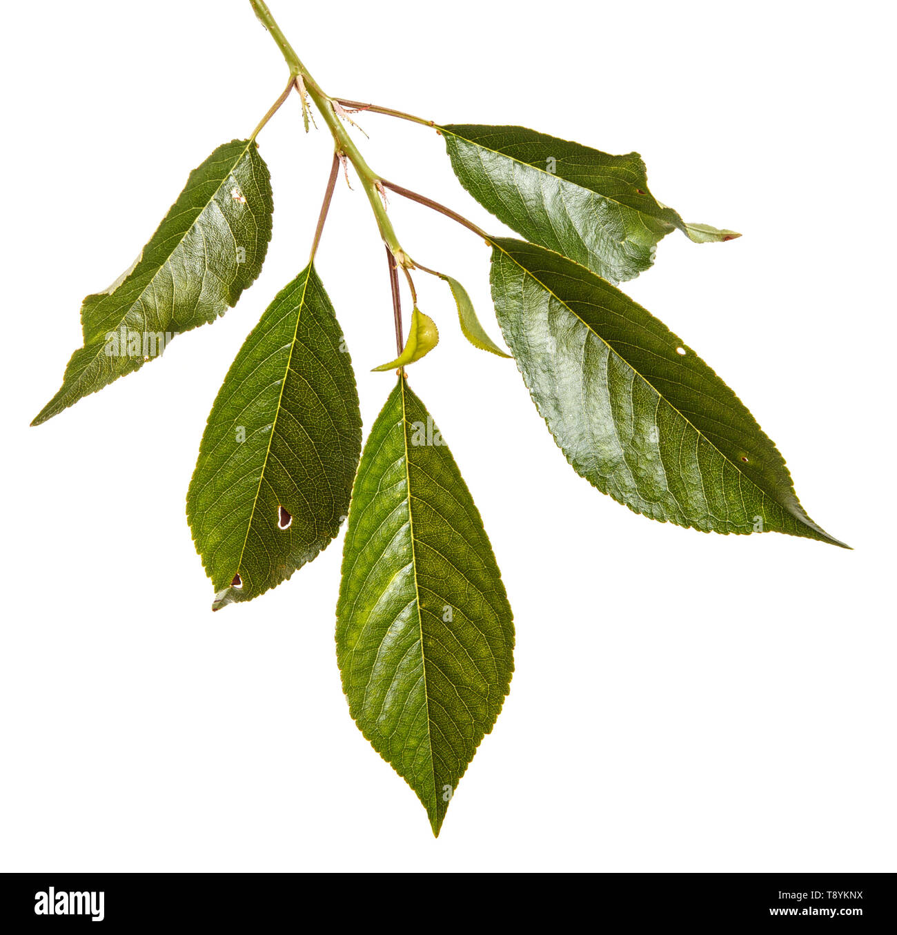 Leaves of a cherry tree on a branch. Isolated on white Stock Photo - Alamy