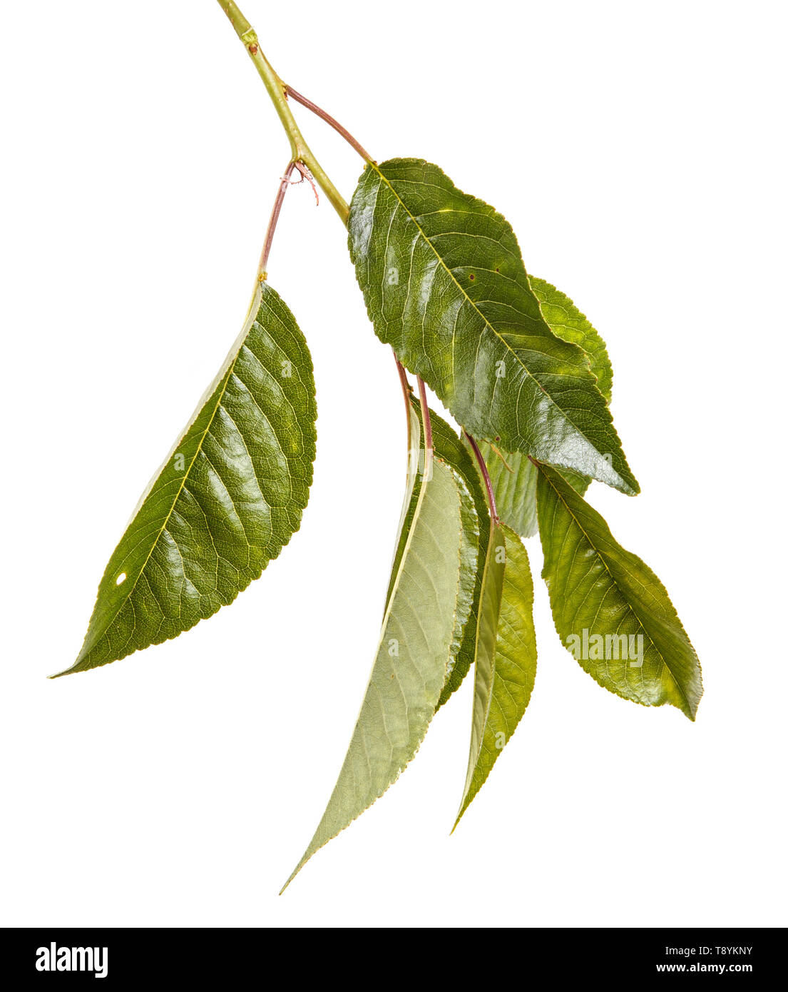 Leaves of a cherry tree on a branch. Isolated on white Stock Photo - Alamy