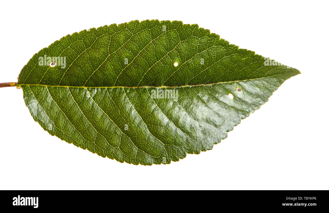 Leaves Of A Cherry Tree