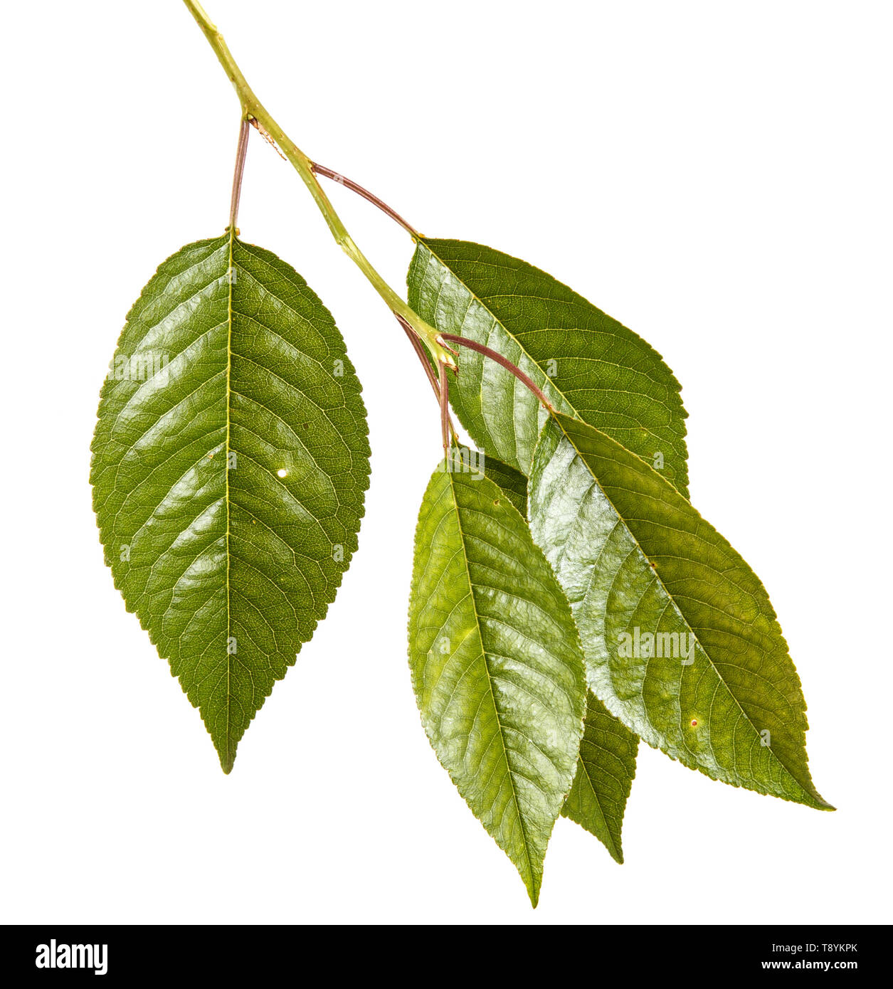 Leaves of a cherry tree on a branch. Isolated on white Stock Photo - Alamy