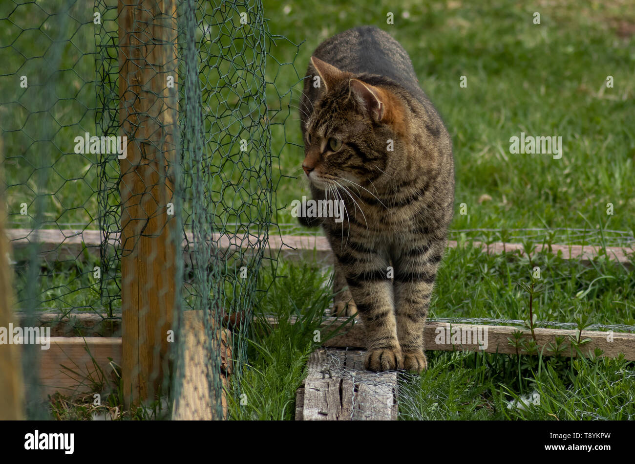 Country cat hi-res stock photography and images - Alamy