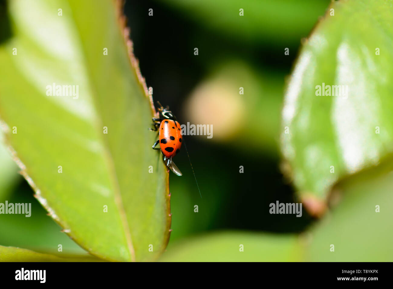 Ladybug aphids hi-res stock photography and images - Alamy