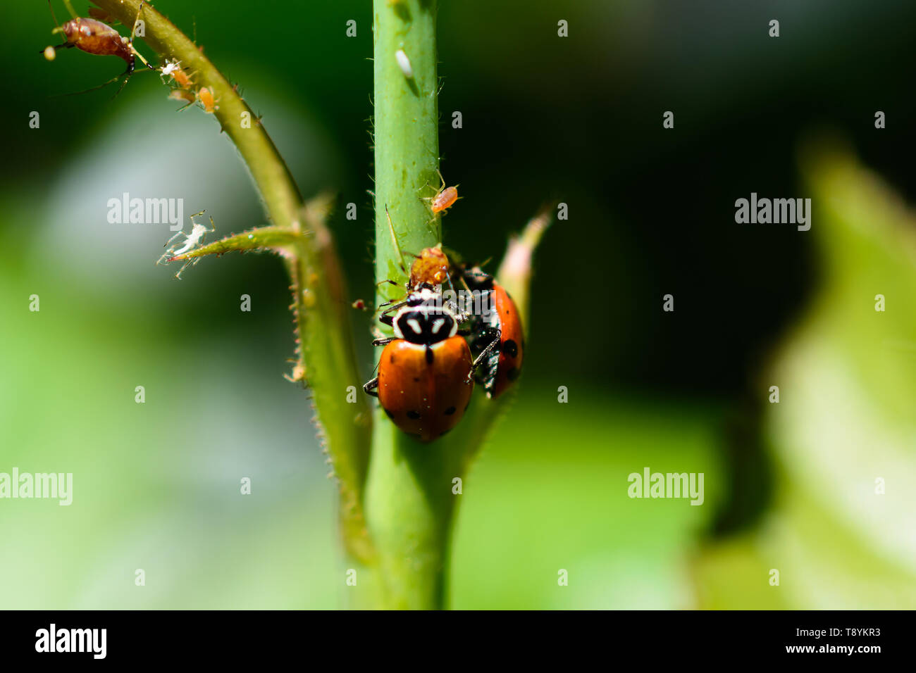 Ladybug aphids hi-res stock photography and images - Alamy