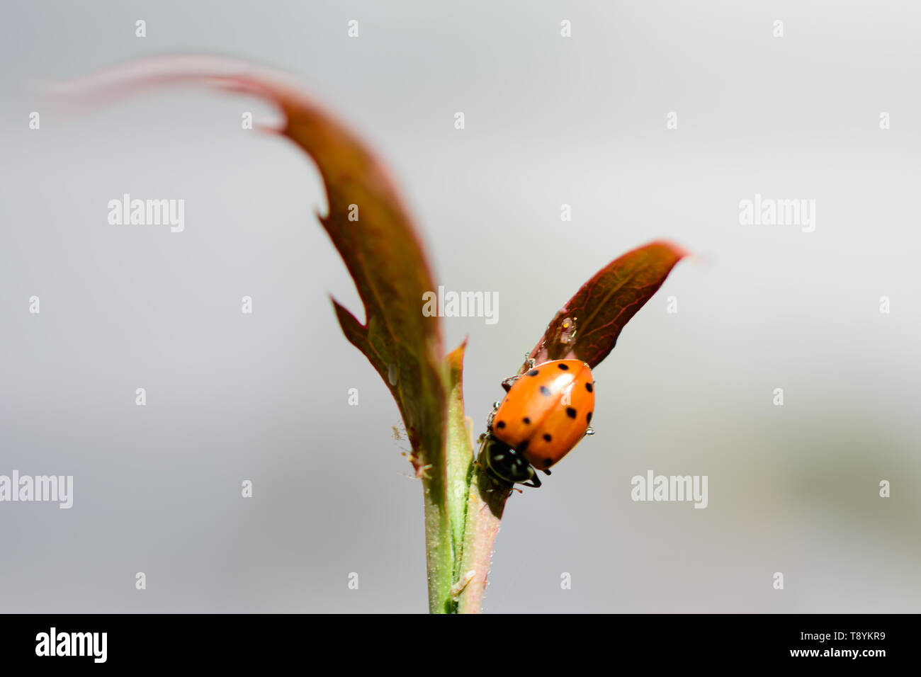Ladybug aphids hi-res stock photography and images - Alamy