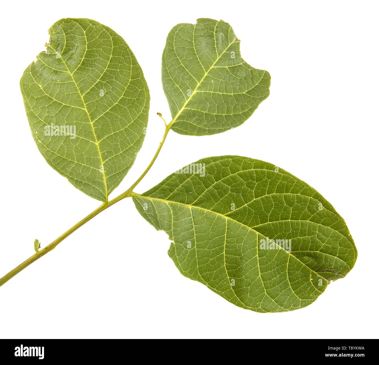 Walnut tree leaves hi-res stock photography and images - Alamy