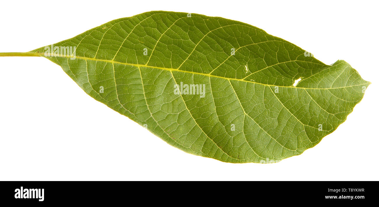 Walnut tree leaves hi-res stock photography and images - Alamy