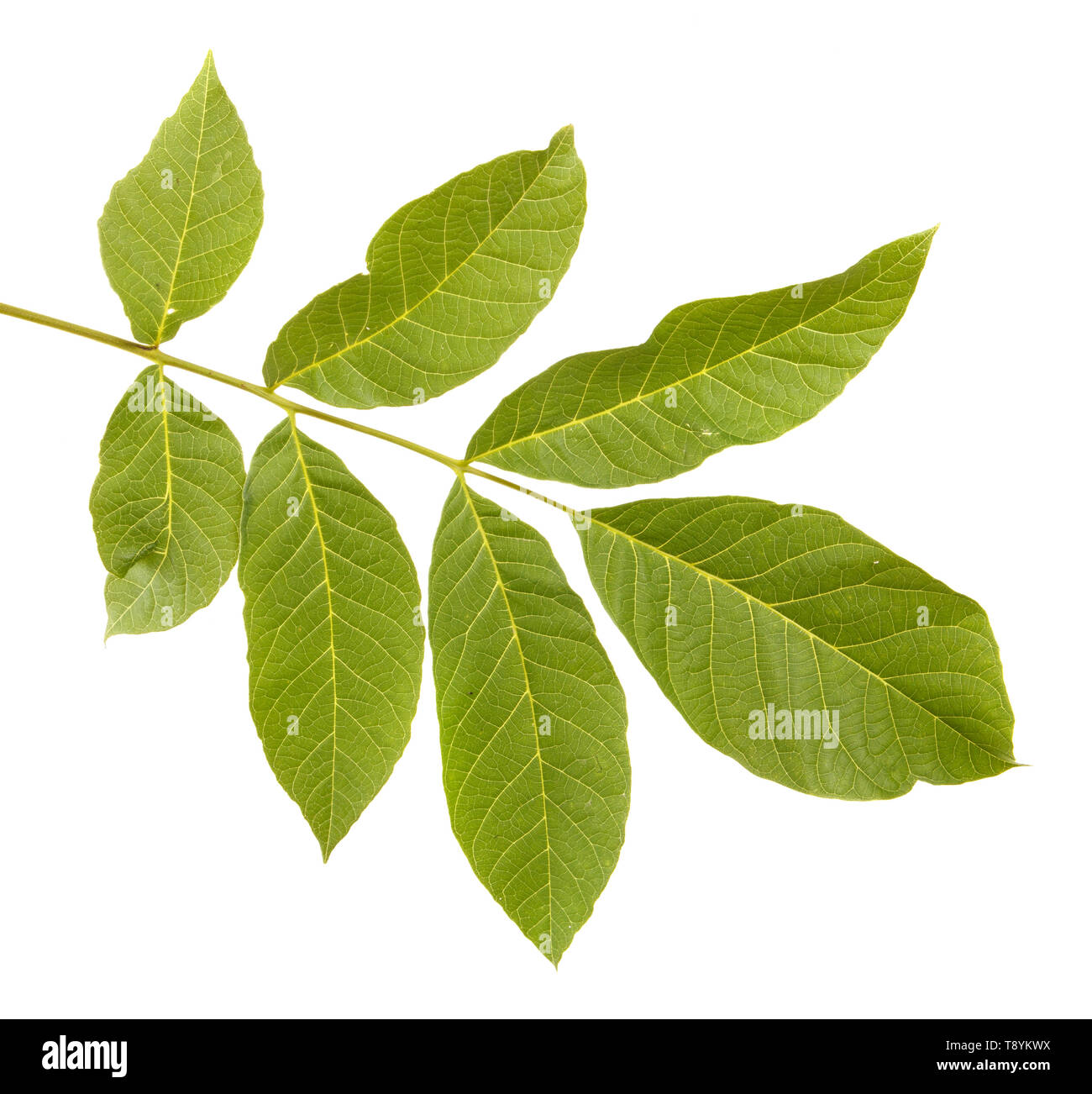 Walnut tree leaves hi-res stock photography and images - Alamy