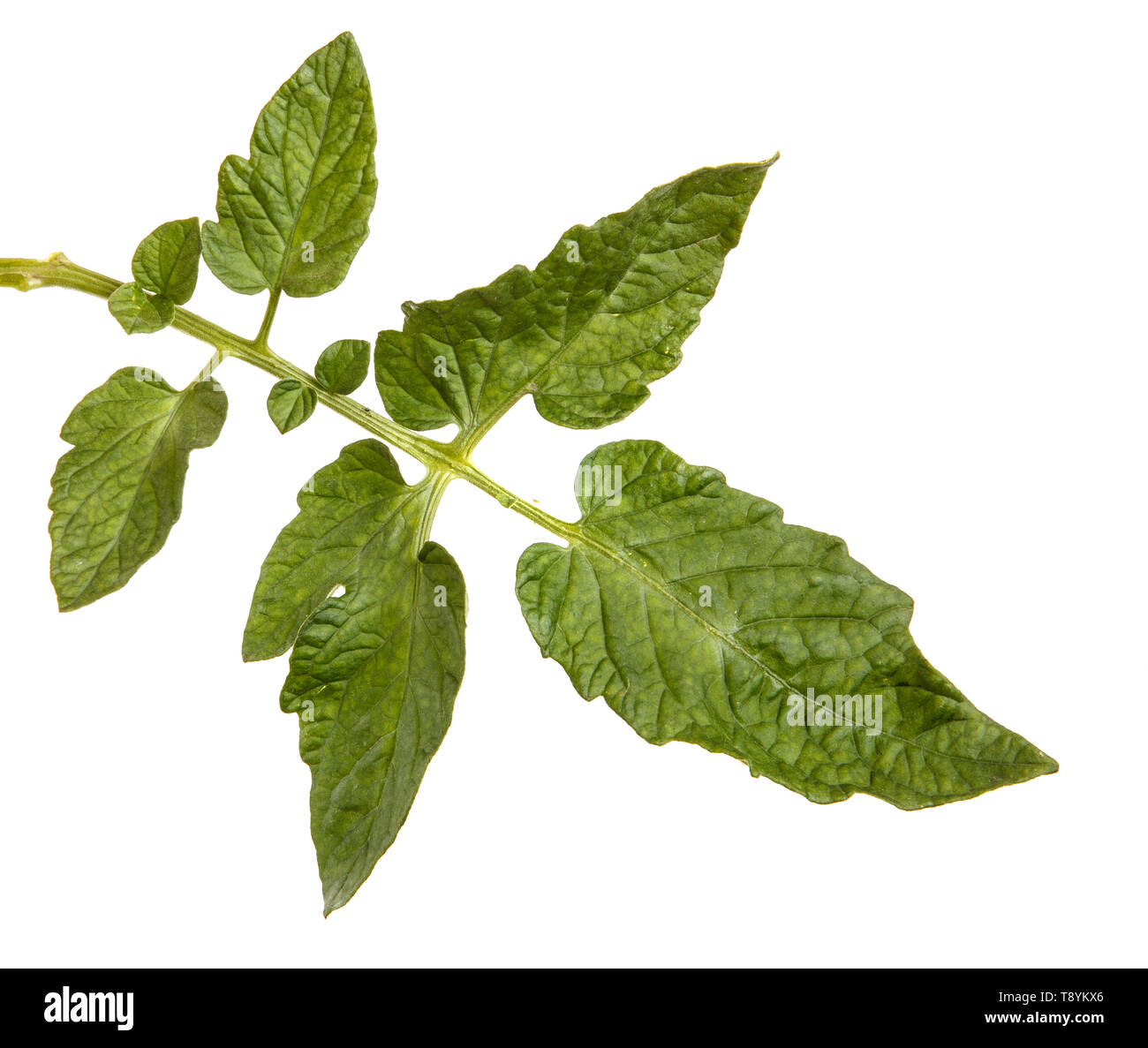 Green leaf of a tomato bush. Isolated on white Stock Photo - Alamy