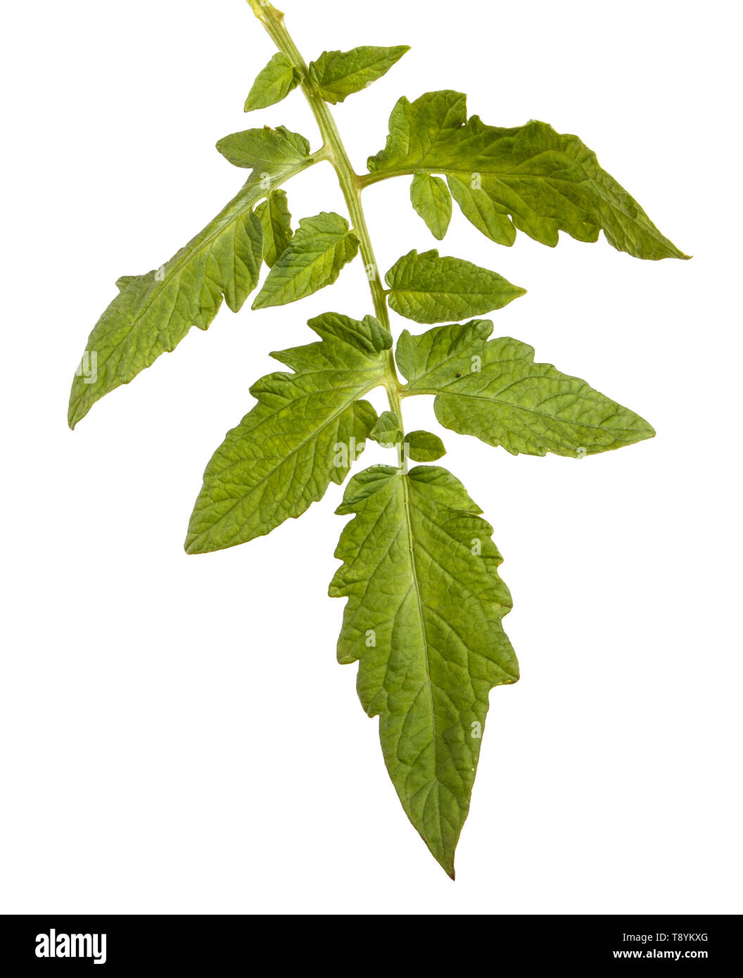 Green leaf of a tomato bush. Isolated on white Stock Photo - Alamy