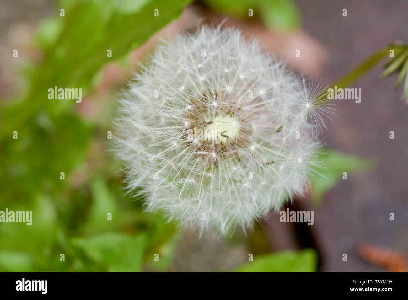 Dandelion seed pod hi-res stock photography and images - Alamy