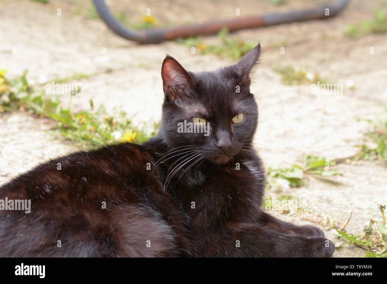 Short haired black cat hi-res stock photography and images - Alamy