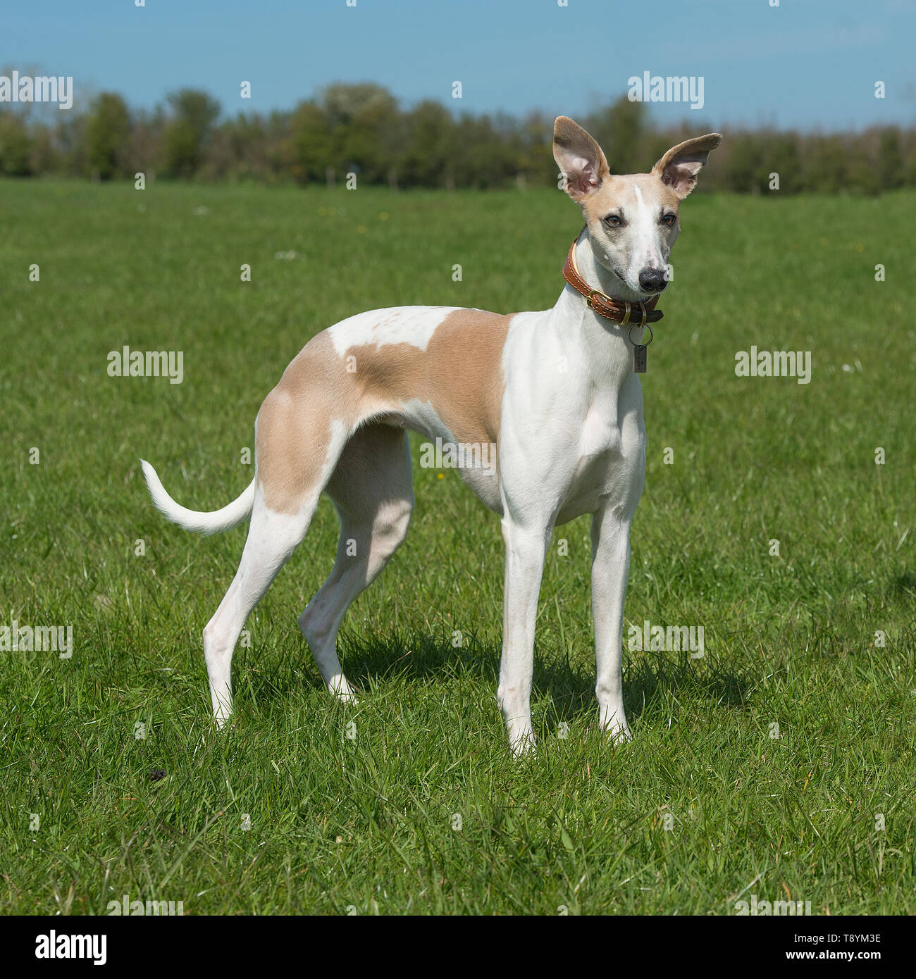 Whippet profile hi-res stock photography and images - Alamy