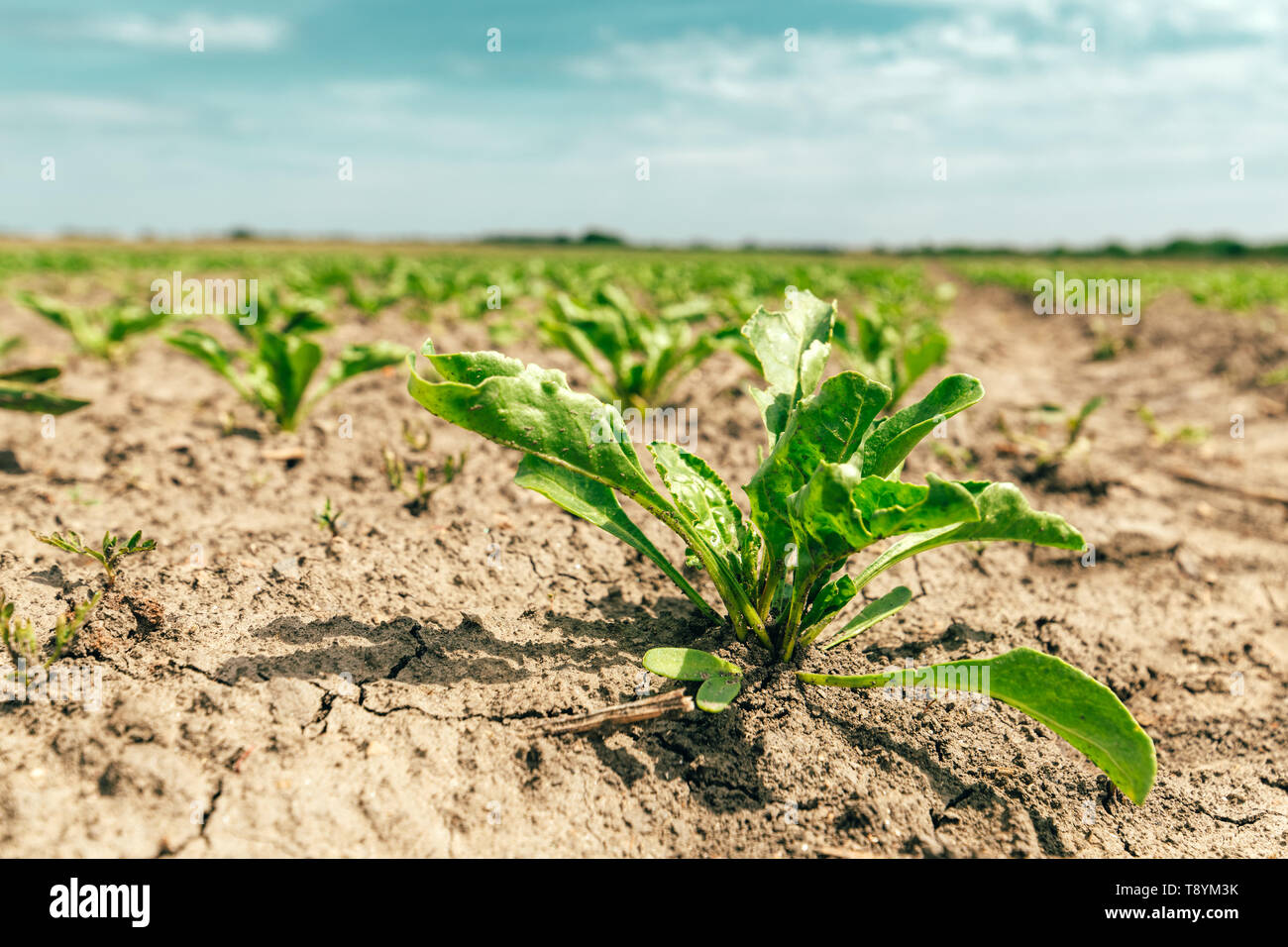 Young sugar beet plant hi-res stock photography and images - Alamy