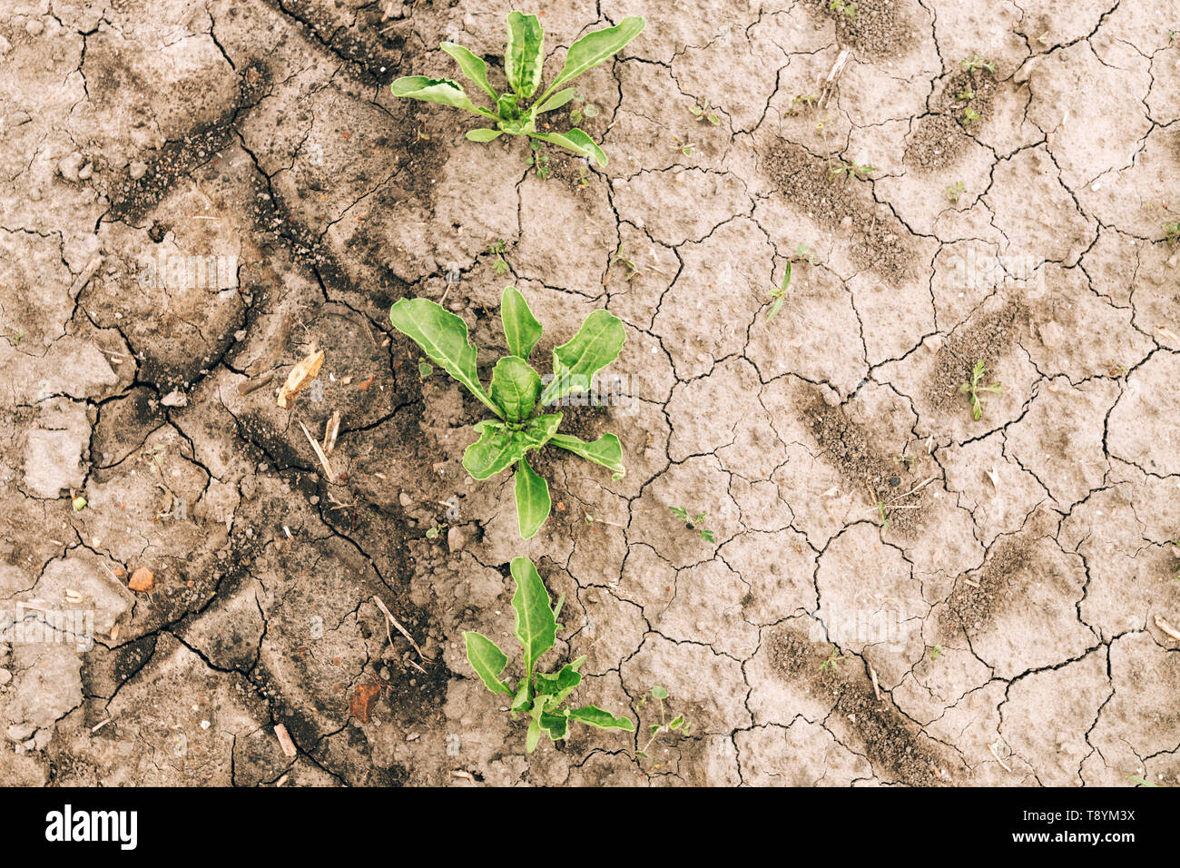 Young sugar beet crop in field, top view Stock Photo - Alamy