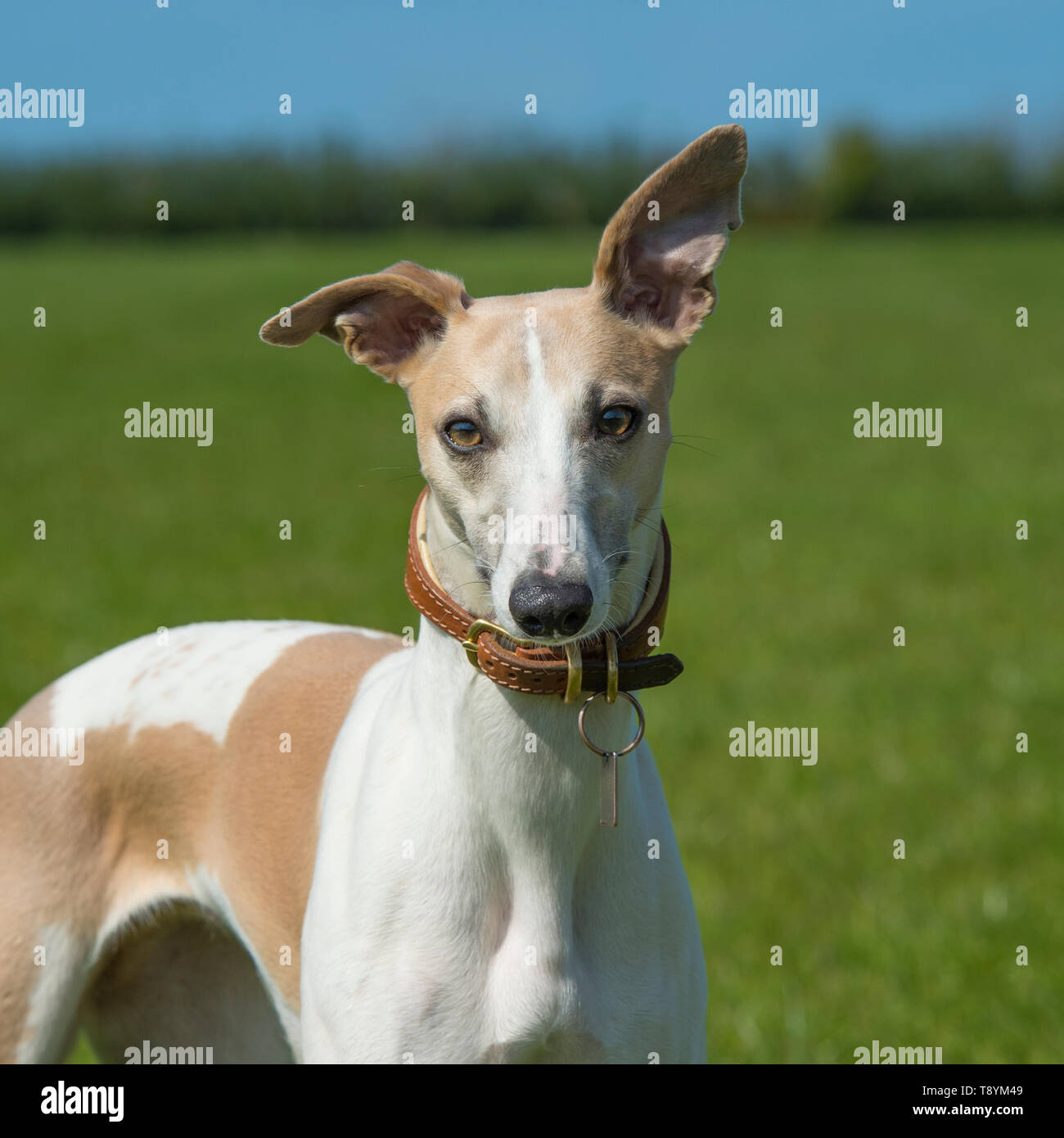 Racing whippet hi-res stock photography and images - Alamy