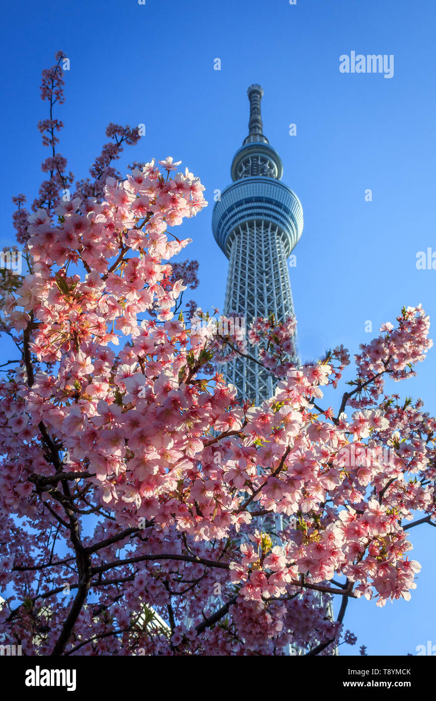 A sakura view of the Tokyo Skytree Stock Photo - Alamy