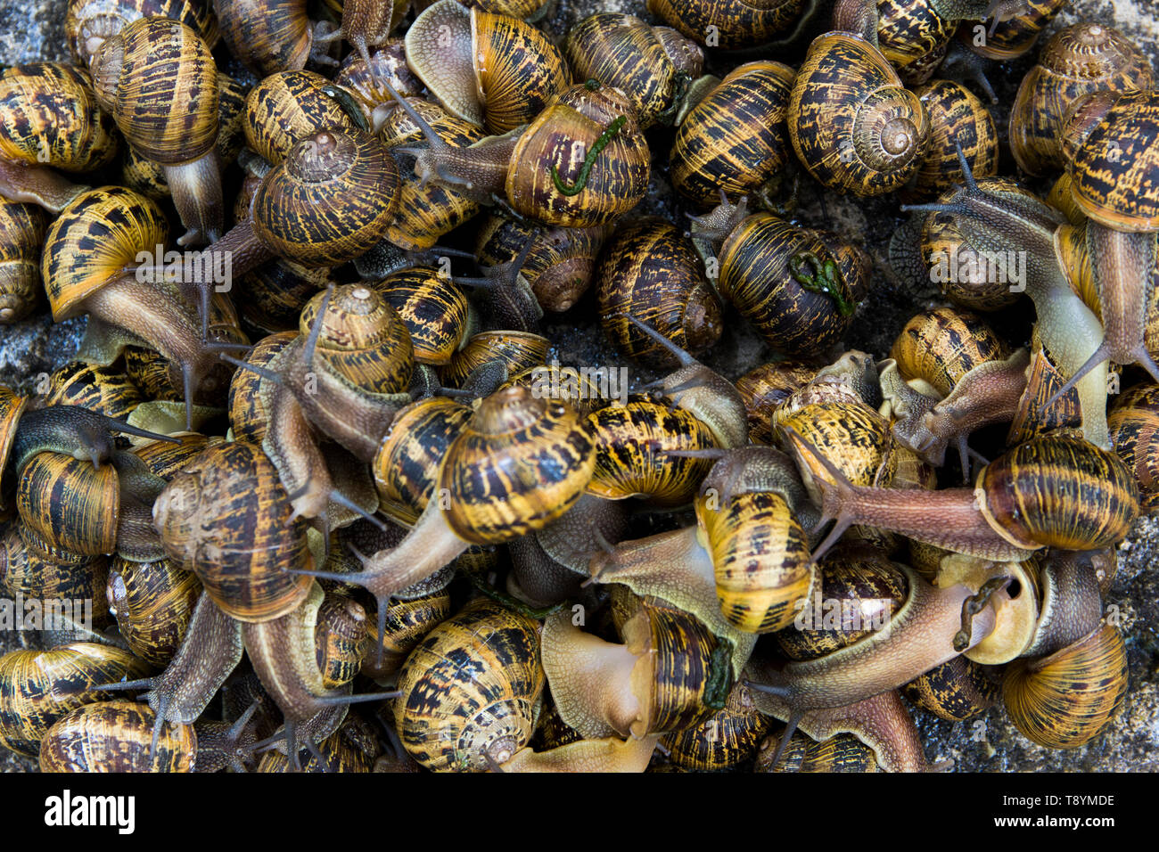 A bunch of snails on top of each other Stock Photo - Alamy