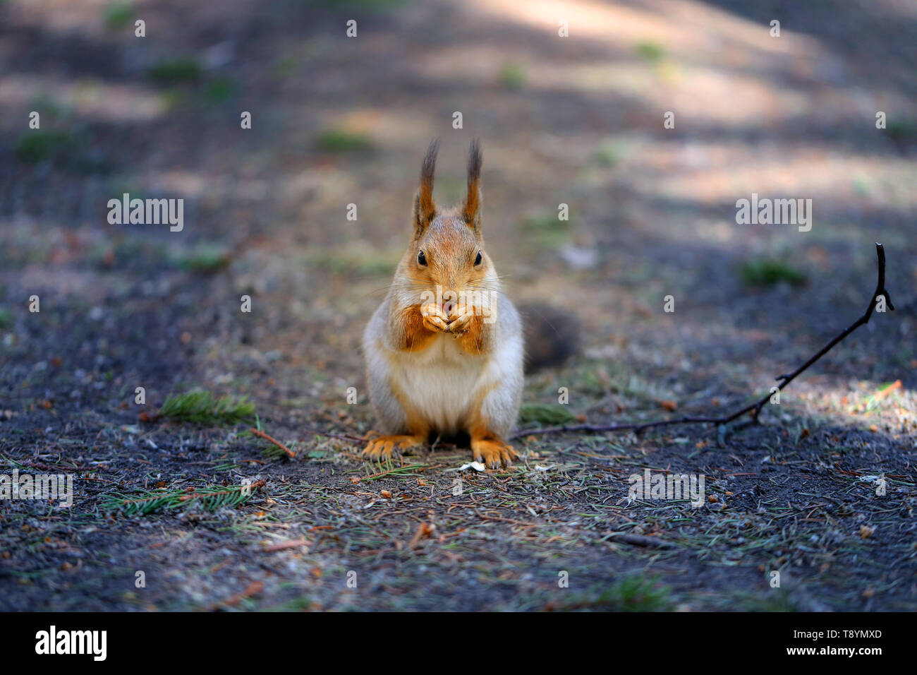 Beautiful photo of a furry squirrel in a fir spring forest Stock Photo ...