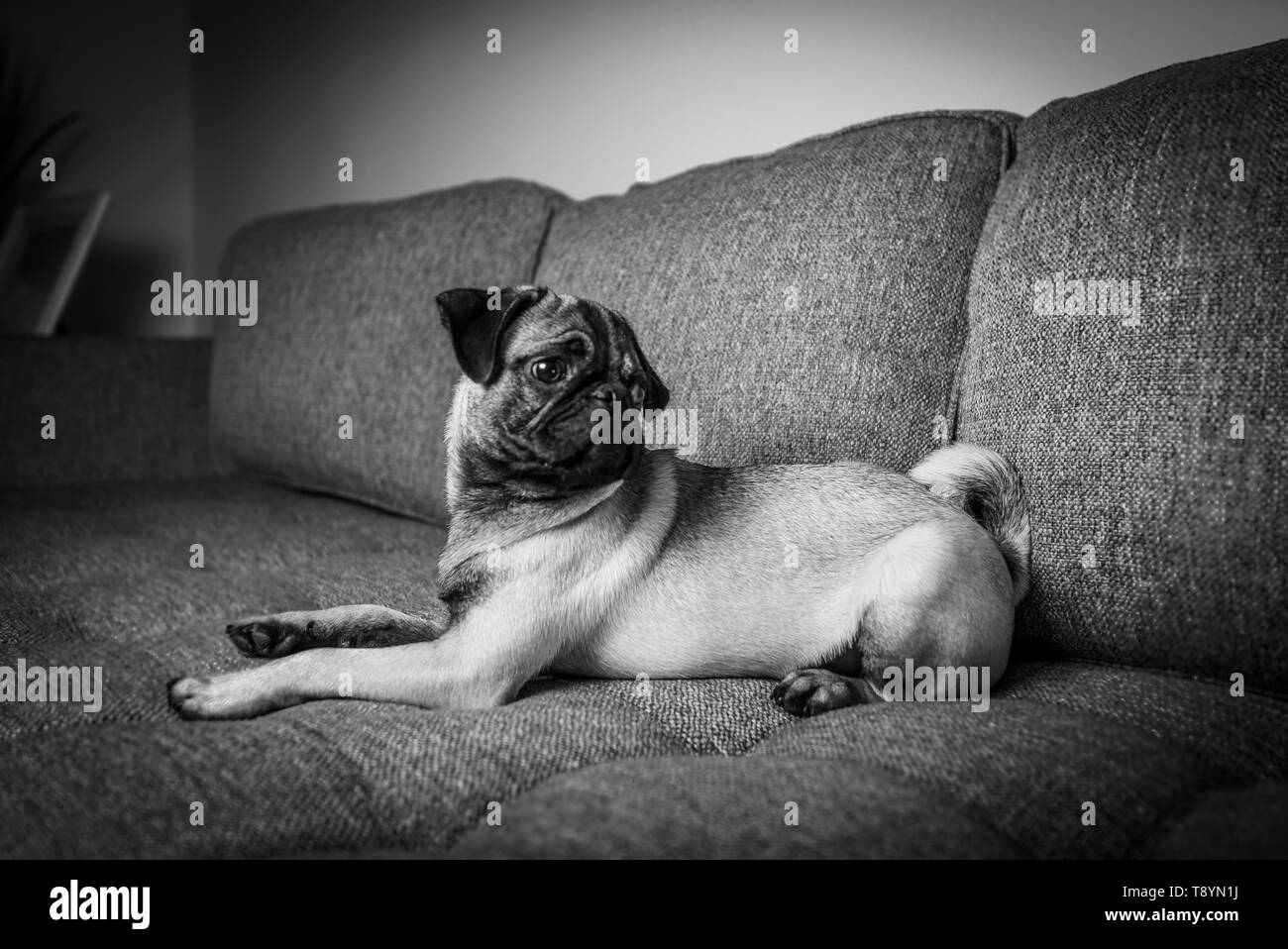 Pretty Cute Pug Puppy Dog breed sitting on sofa Black and White ...