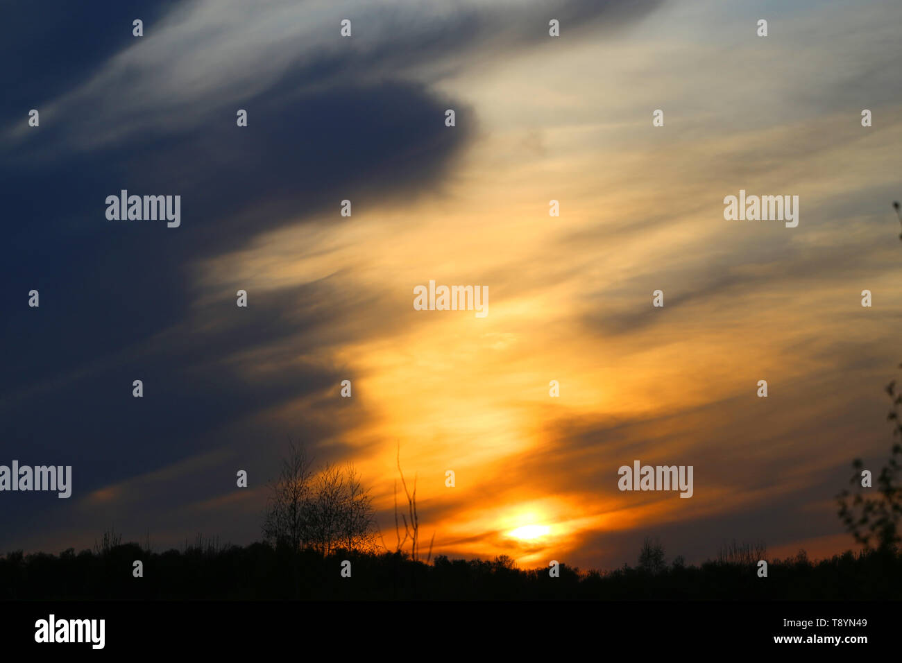 Beautiful nature unusual bushes hi-res stock photography and images - Alamy