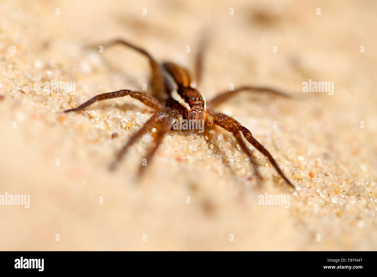 Macro photo of a big shaggy spider on the white sand of a beach Stock ...