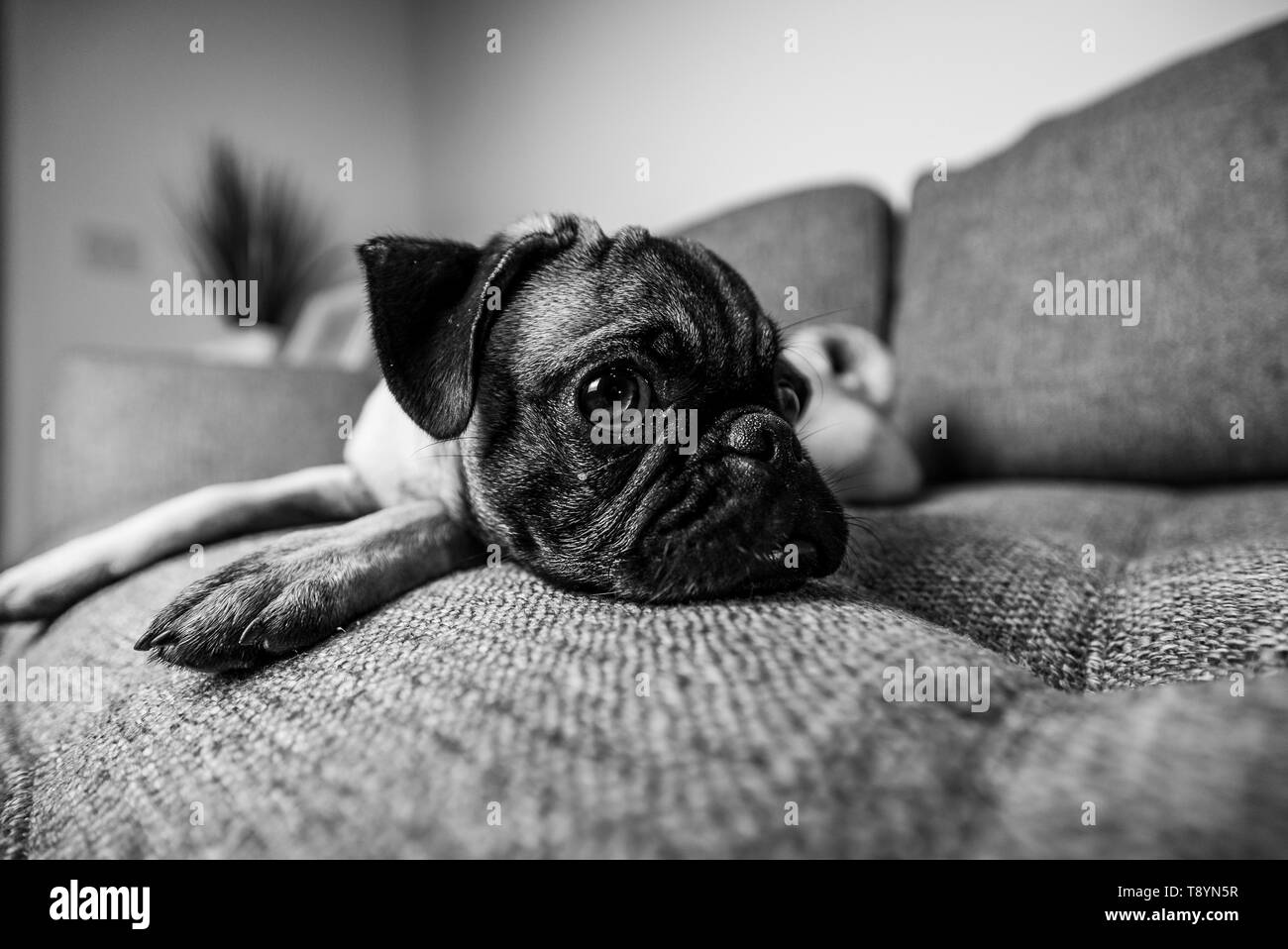 Cool pugs hi-res stock photography and images - Alamy