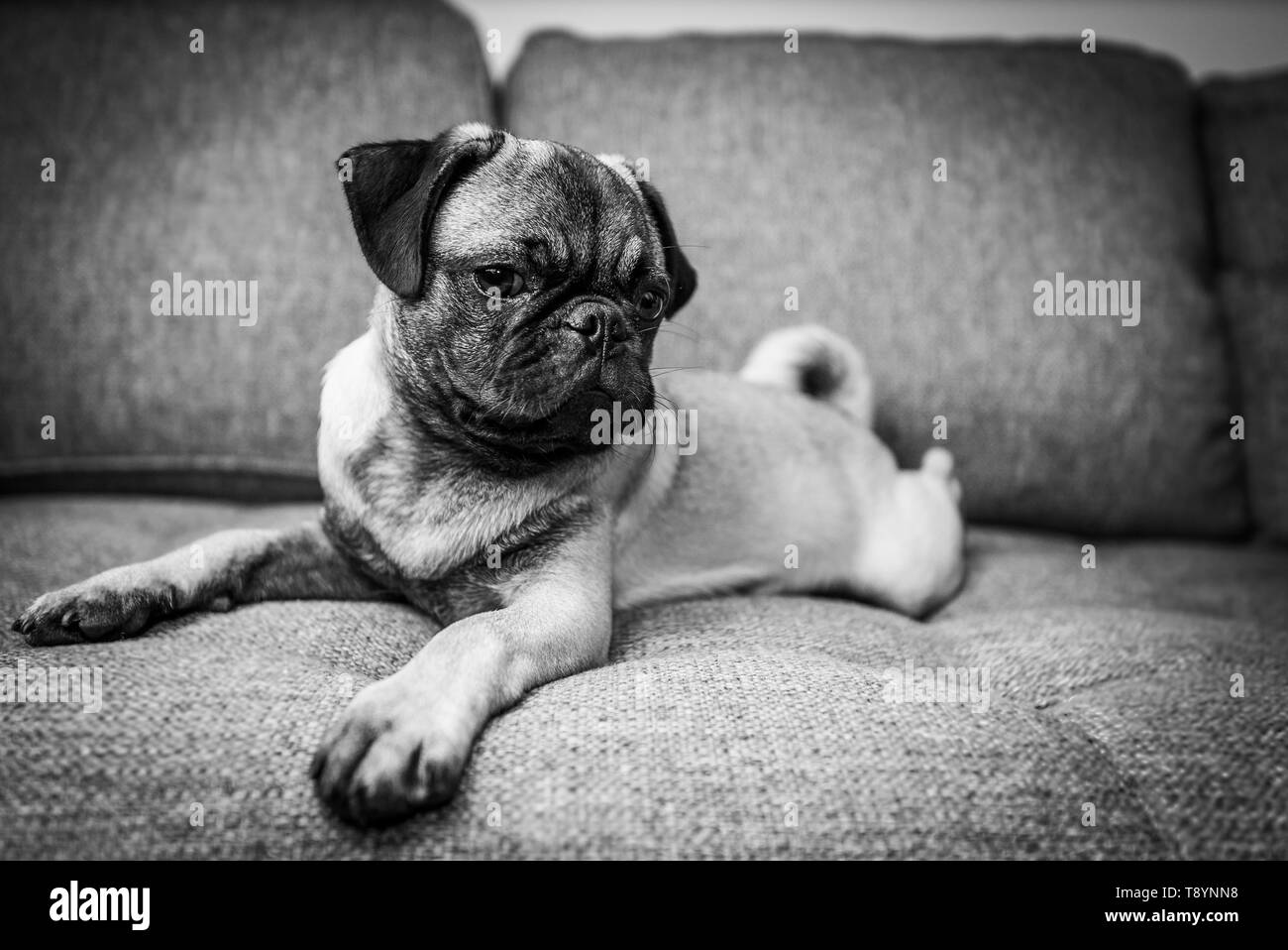 Pretty Cute Pug Puppy Dog breed sitting on sofa Black and White ...