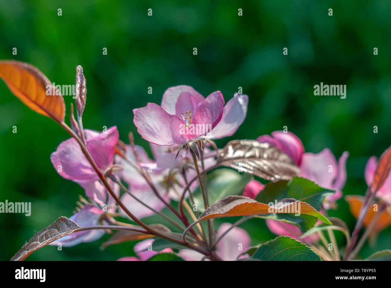 red Apple flowers on a blurred background of green foliage Stock Photo ...