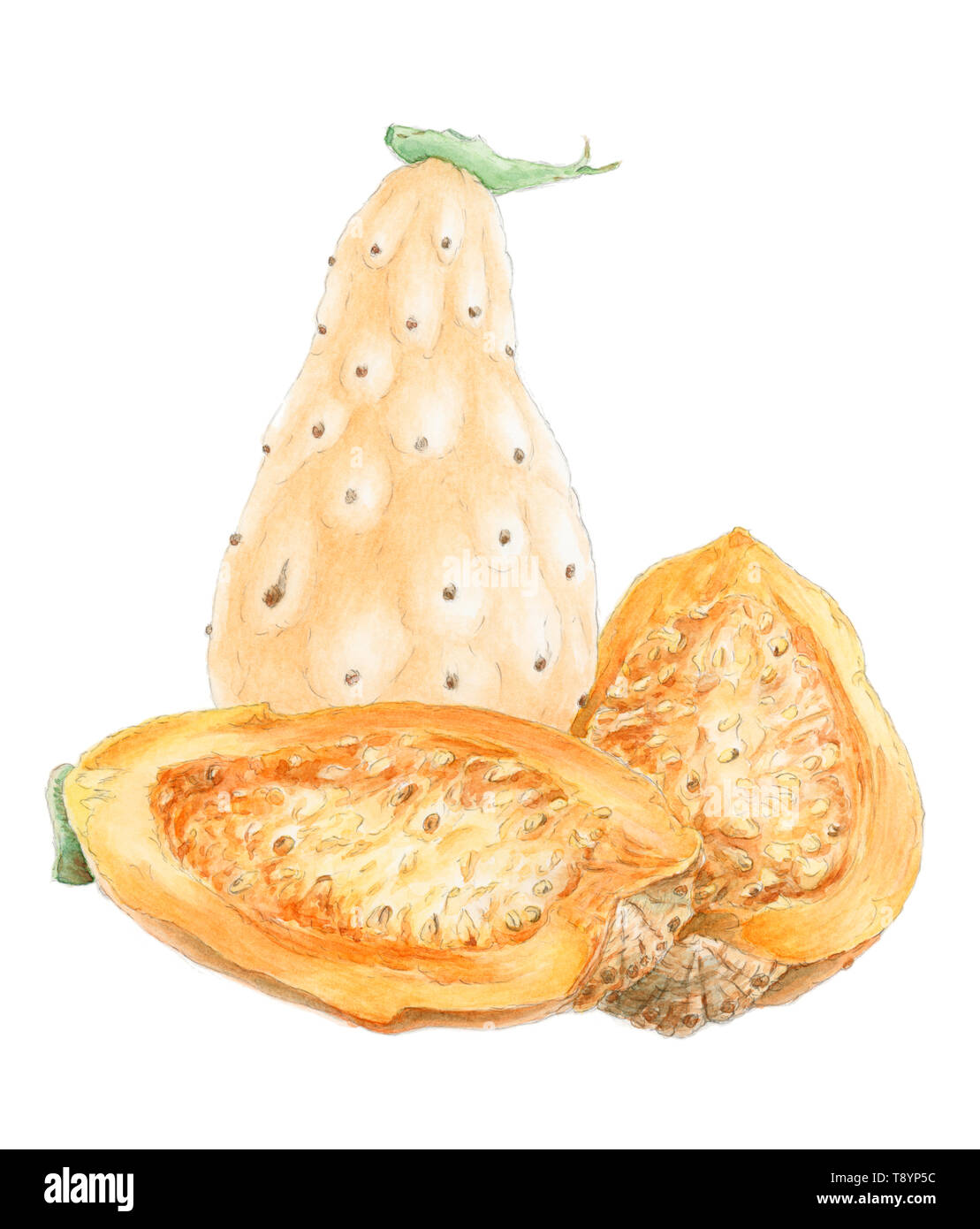 Pencil drawing fruit hi-res stock photography and images - Alamy